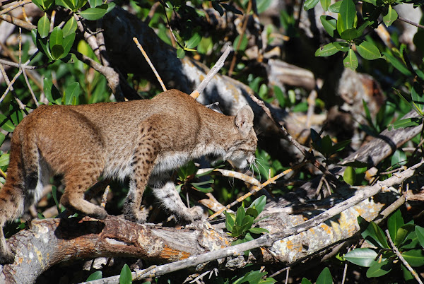 Bobcat | Project Noah