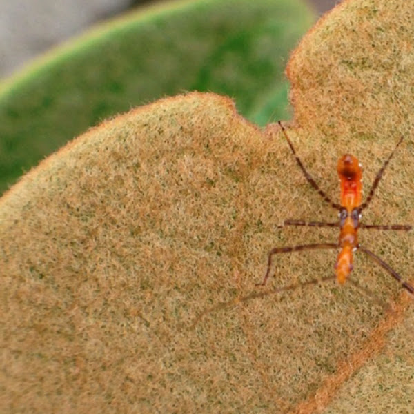 BRIGHT ORANGE ASSASSIN BUG LARVAE | Project Noah