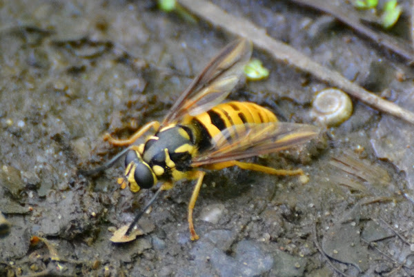 Syrphid fly | Project Noah