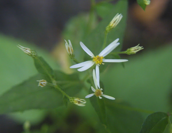 White Wood Aster | Project Noah
