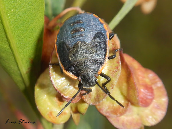 Shield bug nymph | Project Noah