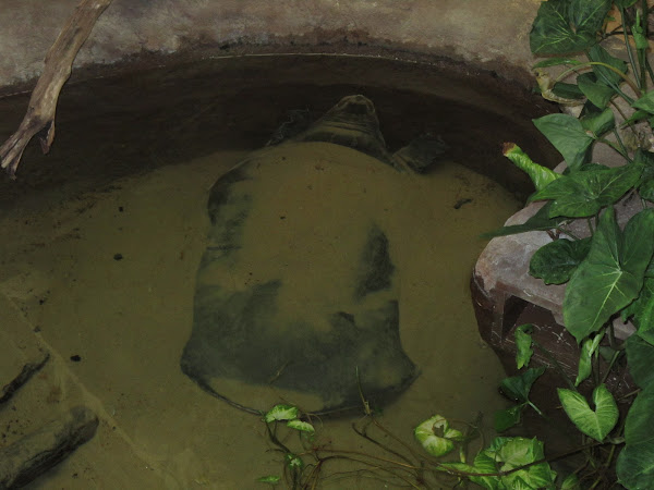 Narrow Headed Softshell Turtle | Project Noah