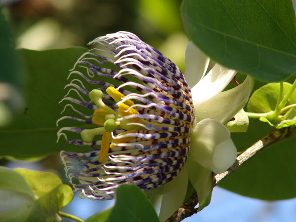 Passionflower | Project Noah