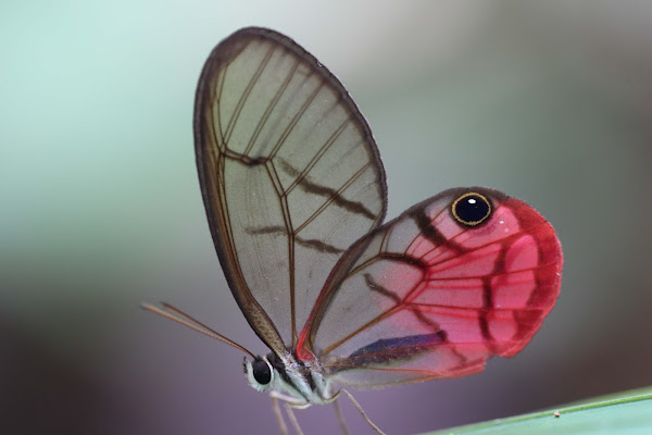 Blushing Phantom | Project Noah