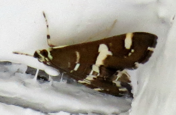 Beet webworm moth | Project Noah