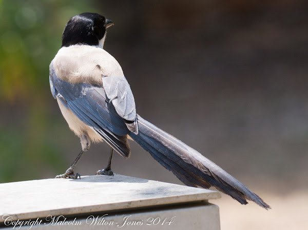 Azure-winged Magpie | Project Noah