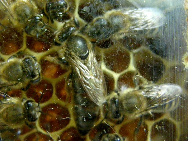 Queen bee | Project Noah