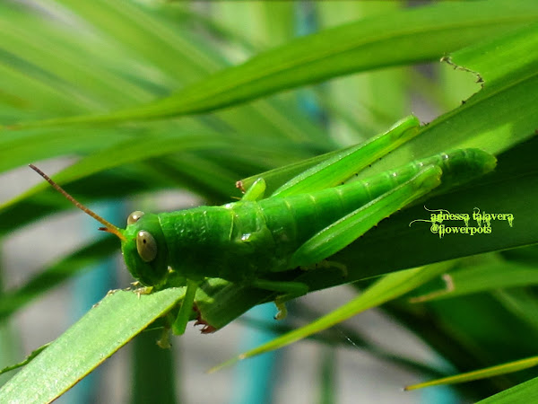 Grasshopper (Nymph) | Project Noah