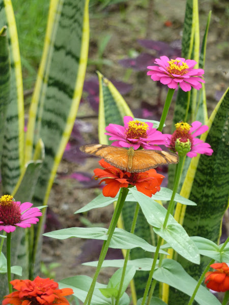 Julia Longwing | Project Noah