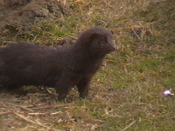 ferret | Project Noah