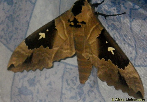 Arrow Sphinx | Project Noah