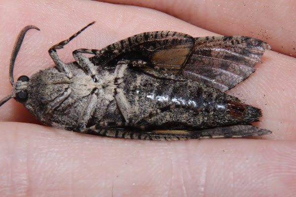Carpenterworm Moth | Project Noah