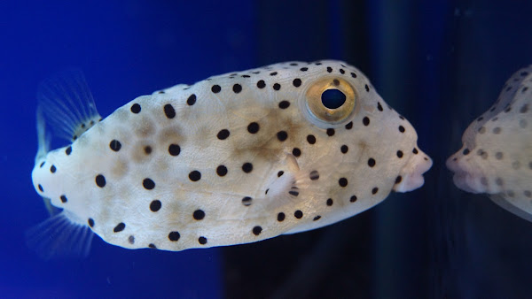Horn-nosed Boxfish | Project Noah