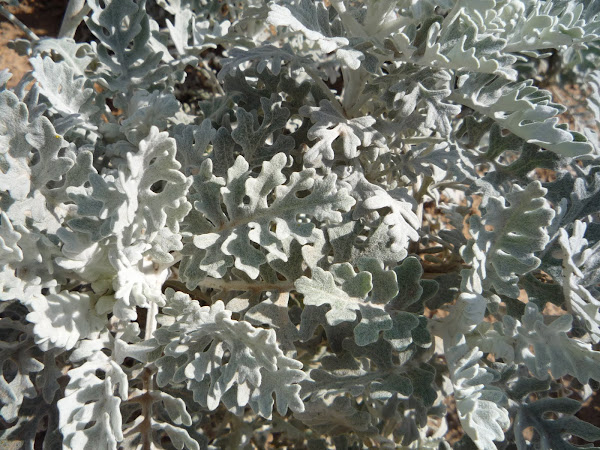 Senecio cineraria o Senecio bicolor | Project Noah