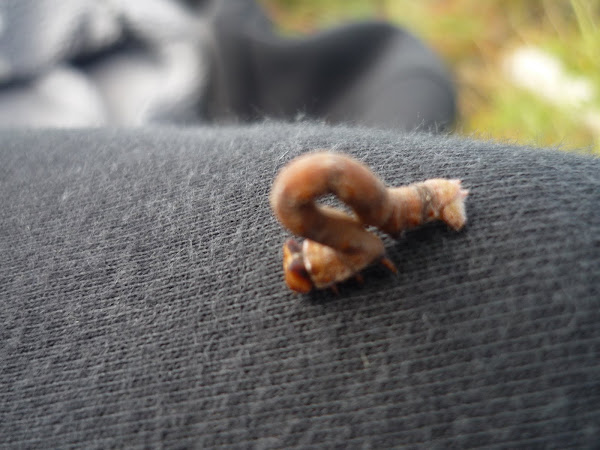 Inchworm | Project Noah