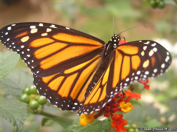 Mariposa Monarca | Project Noah