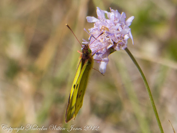 Clouded Yellow | Project Noah