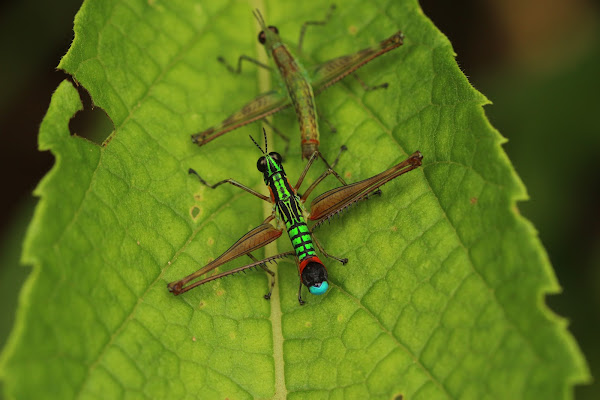 Monkey Grasshopper | Project Noah