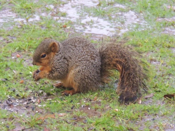 Eastern fox squirrel | Project Noah