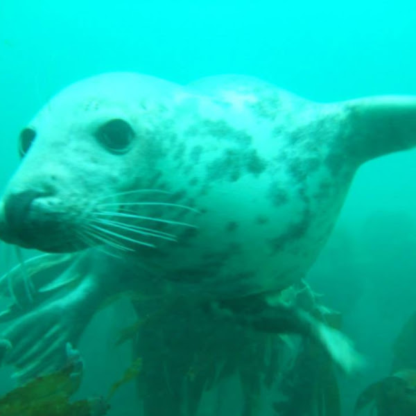 Grey seal | Project Noah
