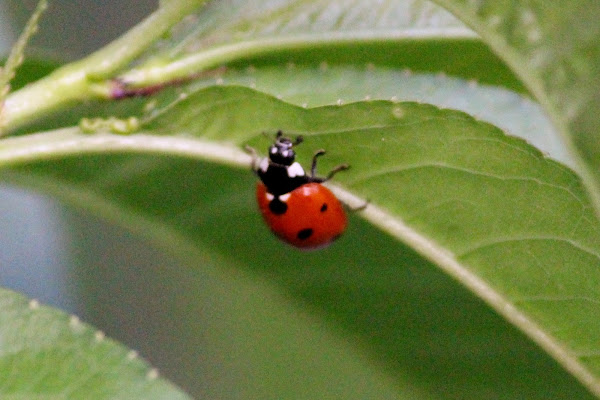 Seven-spotted Ladybug | Project Noah