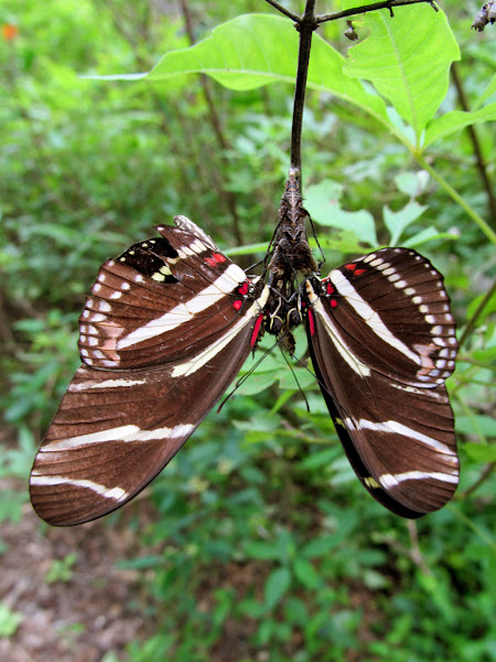 Zebra Longwing chrysalis | Project Noah