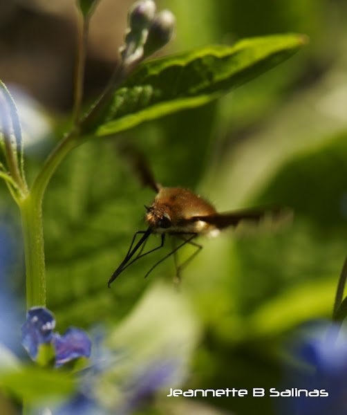 Large bee fly | Project Noah
