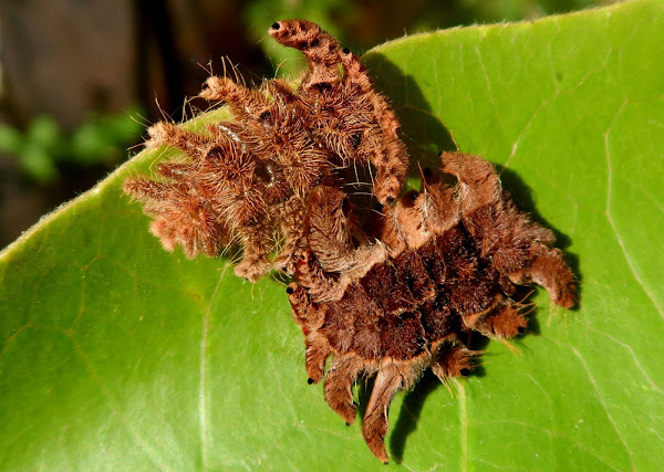 Monkey Slug or Hag Moth Caterpillar | Project Noah