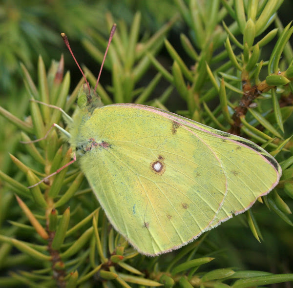 Clouded Sulpher | Project Noah