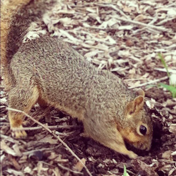 Fox Squirrel | Project Noah