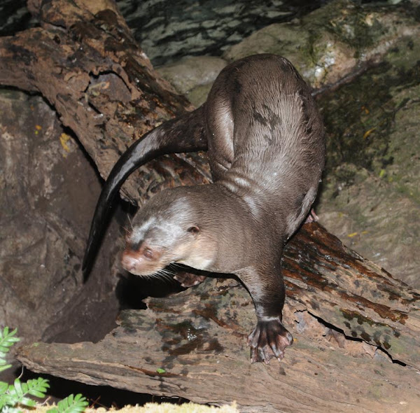 Giant river otter | Project Noah