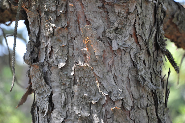 Table Mountain Pine | Project Noah