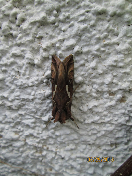 Bilobed Looper Moth | Project Noah