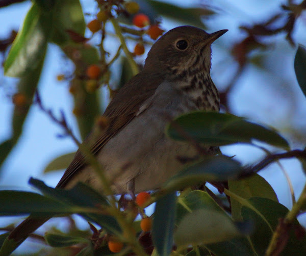 Hermit Thrush | Project Noah