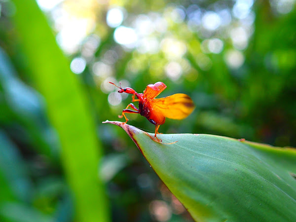 Leaf-rolling Weevil | Project Noah
