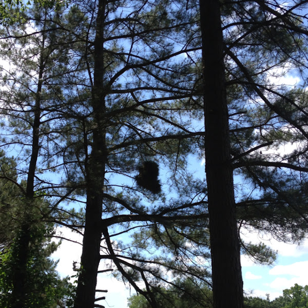 Pine tree | Project Noah