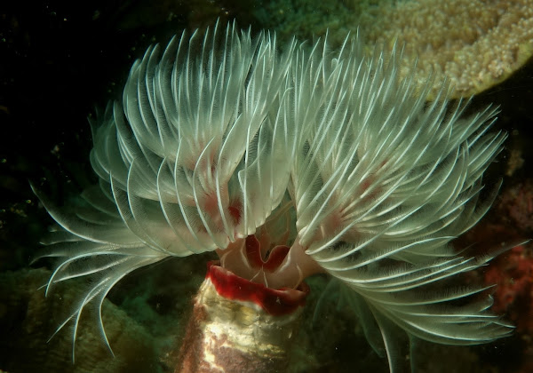Feather Duster Worm | Project Noah