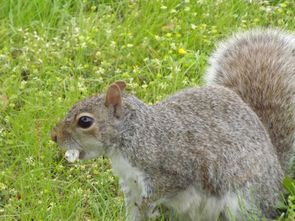 Eastern Gray Squirrel | Project Noah