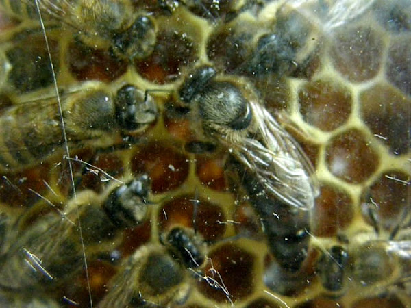 Queen bee | Project Noah