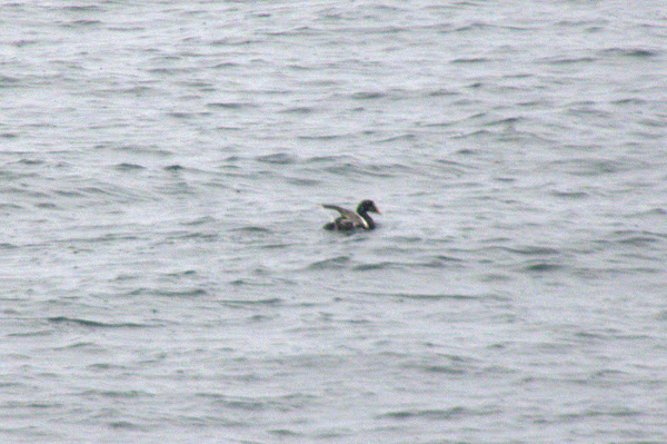 Common Eider | Project Noah