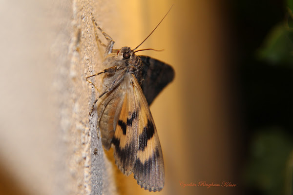 Penitent Underwing | Project Noah