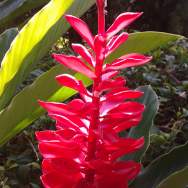 red ginger | Project Noah