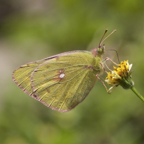 Himalayan Dark Clouded Yellow (female) | Project Noah