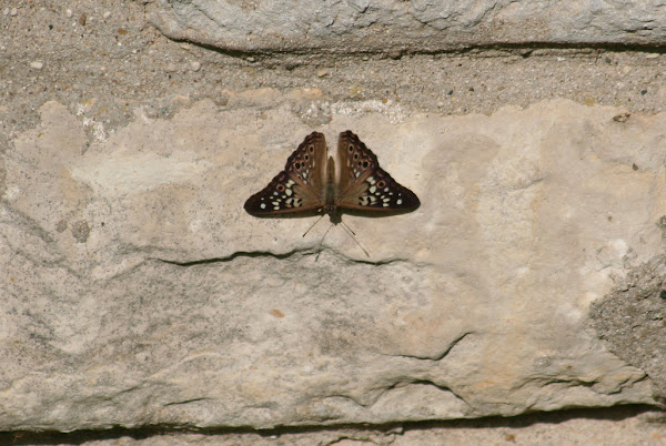 Hackberry Emperor | Project Noah