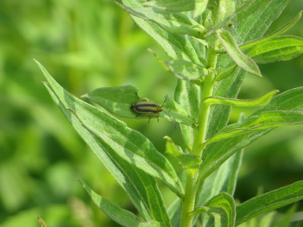 Skeletonizing Leaf Beetle | Project Noah