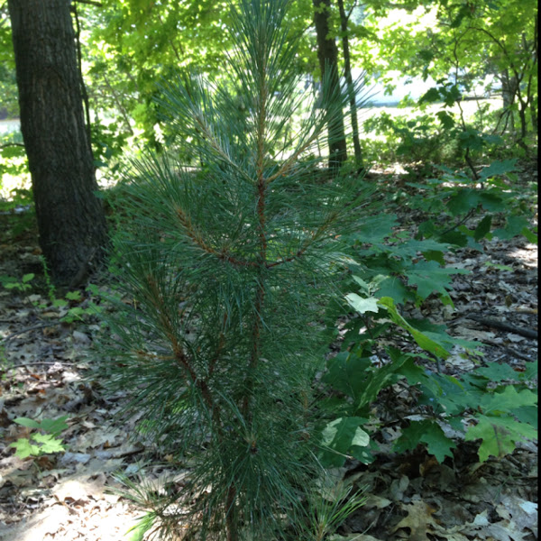 Red pine | Project Noah