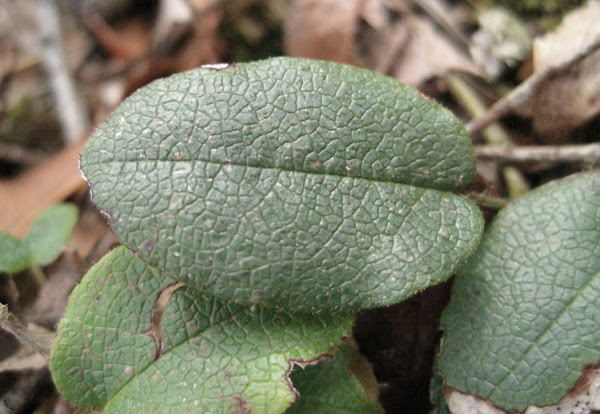 Trailing Arbutus | Project Noah