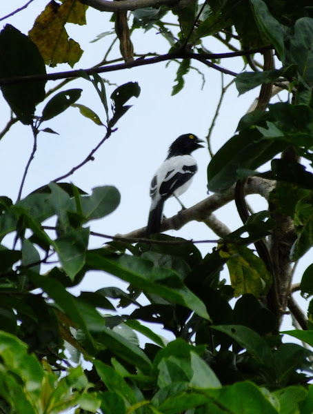 Magpie Tanager | Project Noah