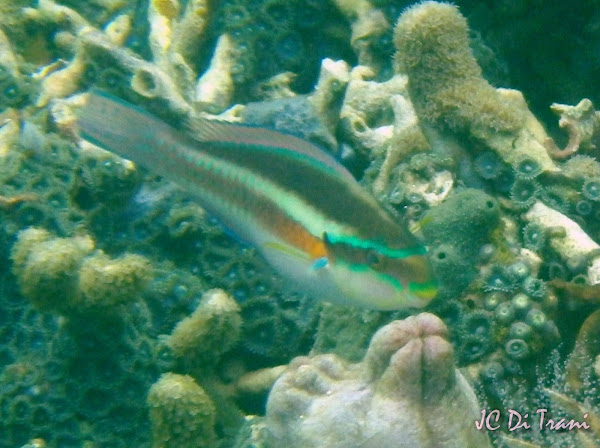 Striped Parrotfish (adult) | Project Noah