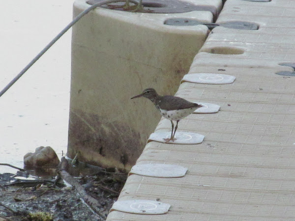 Spotted Sandpiper | Project Noah